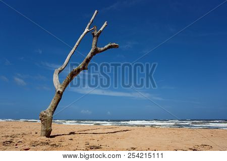 Dead Tree On Beach Image & Photo (Free Trial) | Bigstock