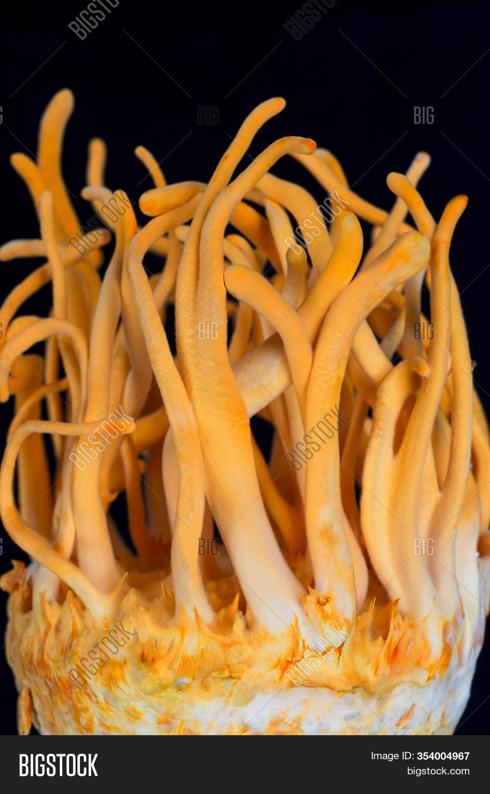 Cordyceps 图片和照片（免费试用） | Bigstock