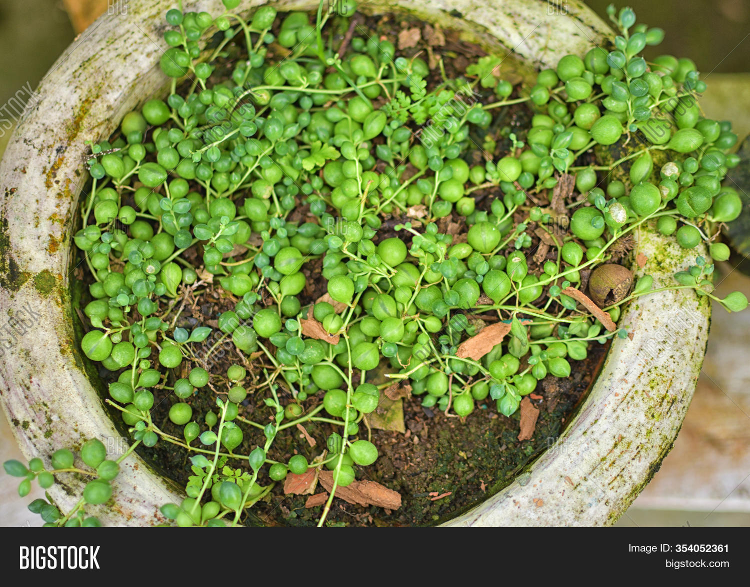 Sedum Rubrotinctum Image & Photo (Free Trial) | Bigstock