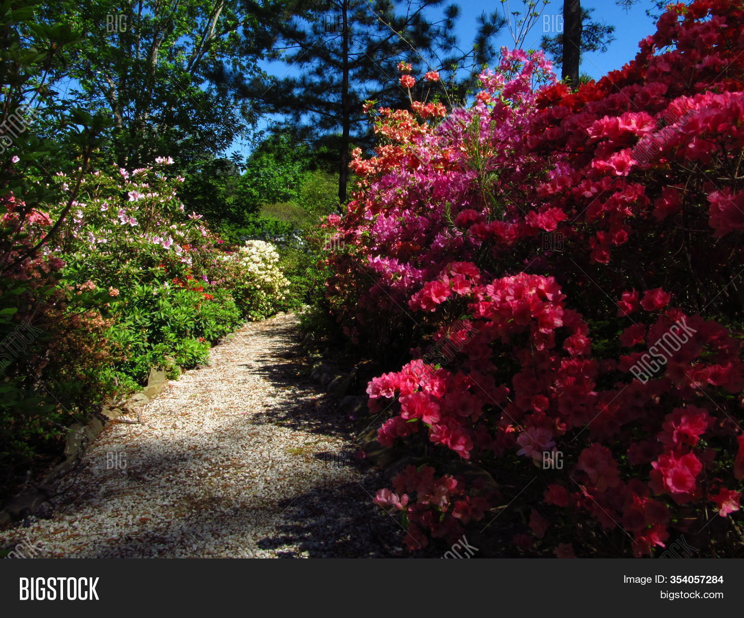 Azaleas Garden Path Image & Photo (Free Trial) | Bigstock