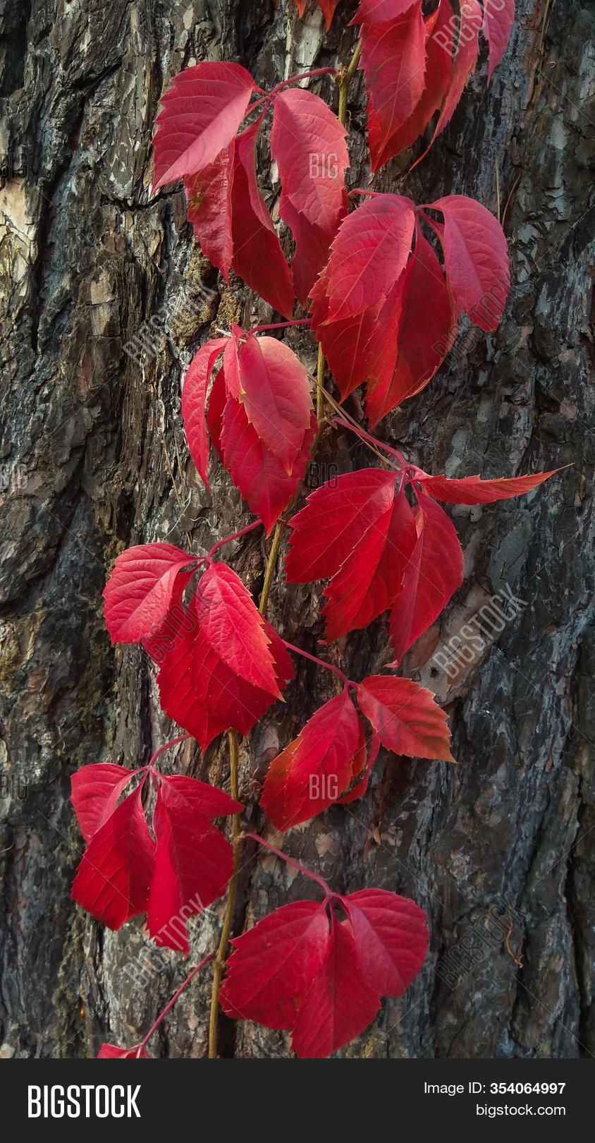 Red Ivy On Tree. Close Image & Photo (Free Trial) | Bigstock