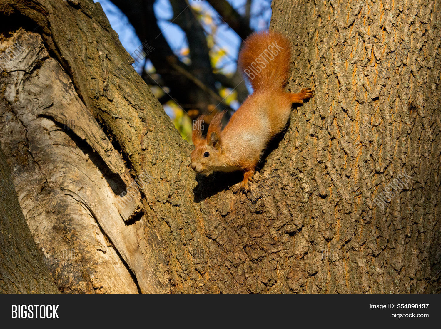 Red Squirrel Autumn Image & Photo (Free Trial) | Bigstock