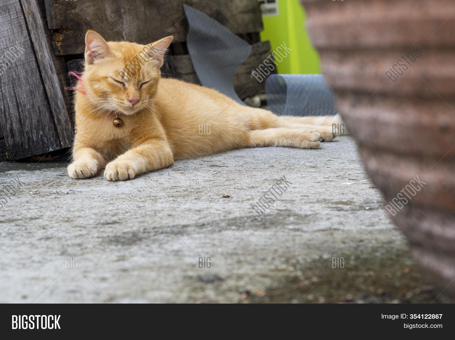 Relaxed Ginger Cat Image & Photo (Free Trial) | Bigstock