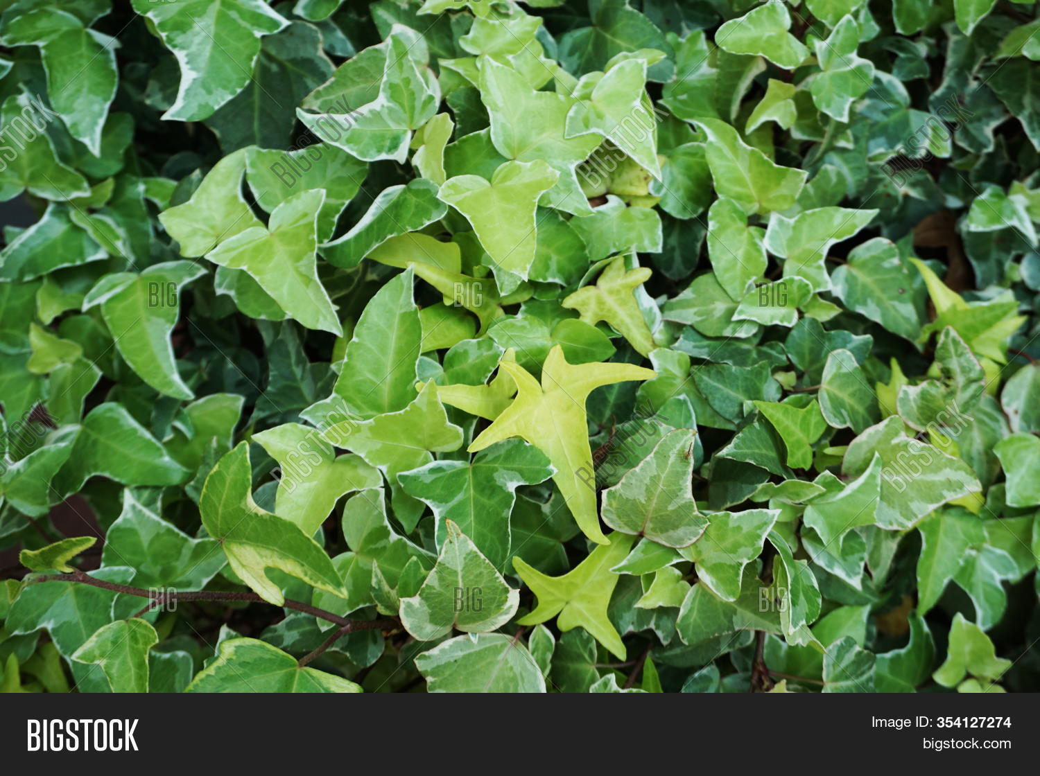 Hedera Helix Leaves Image & Photo (Free Trial) | Bigstock