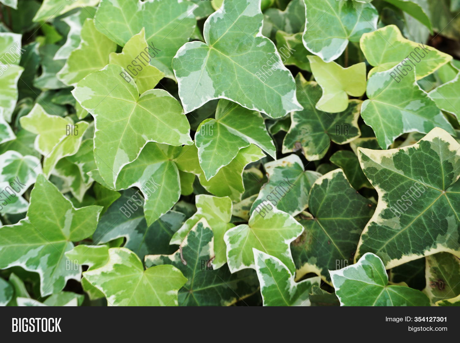 Hedera Helix Leaves Image & Photo (Free Trial) | Bigstock