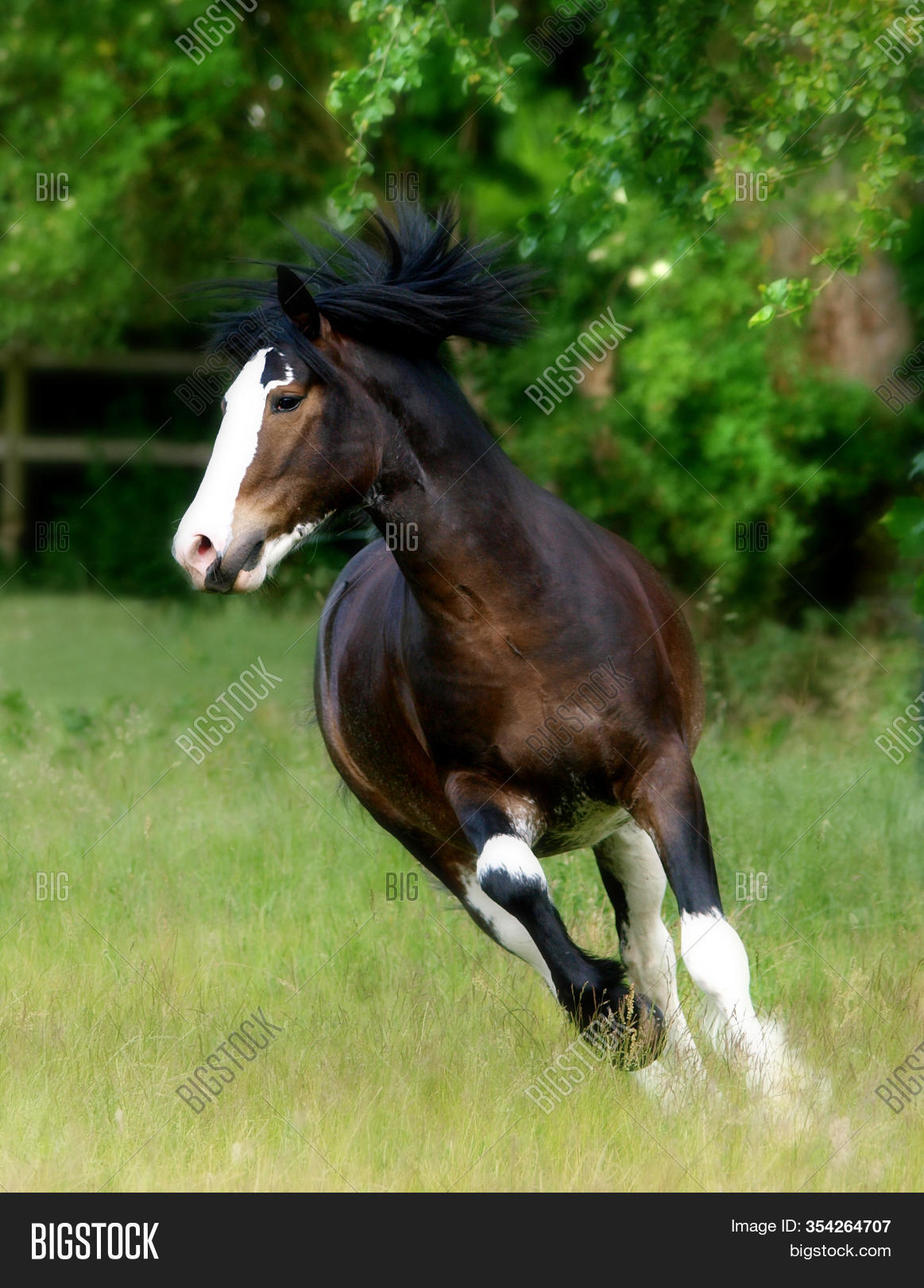 Bay Shire Horse