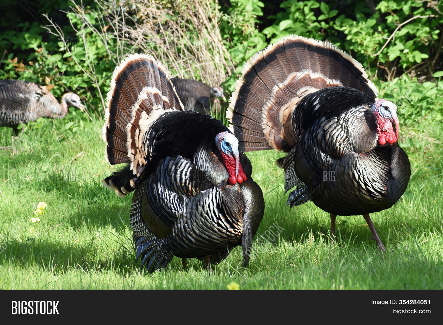 Wild Male Turkeys Image & Photo (Free Trial) | Bigstock