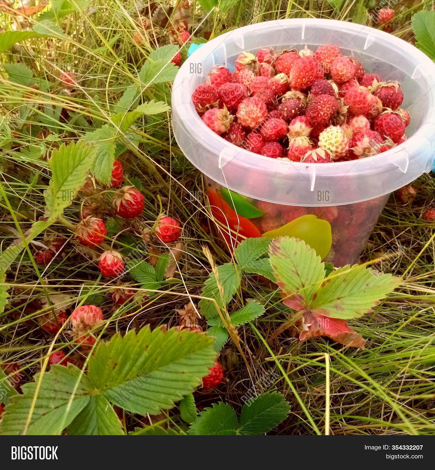 Forest Strawberries Image & Photo (Free Trial) | Bigstock