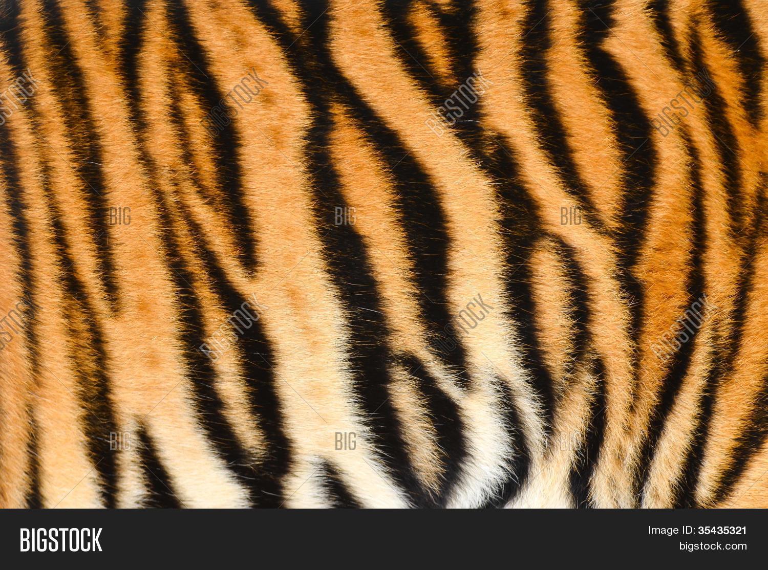 Texture Real Tiger Image & Photo (Free Trial) | Bigstock