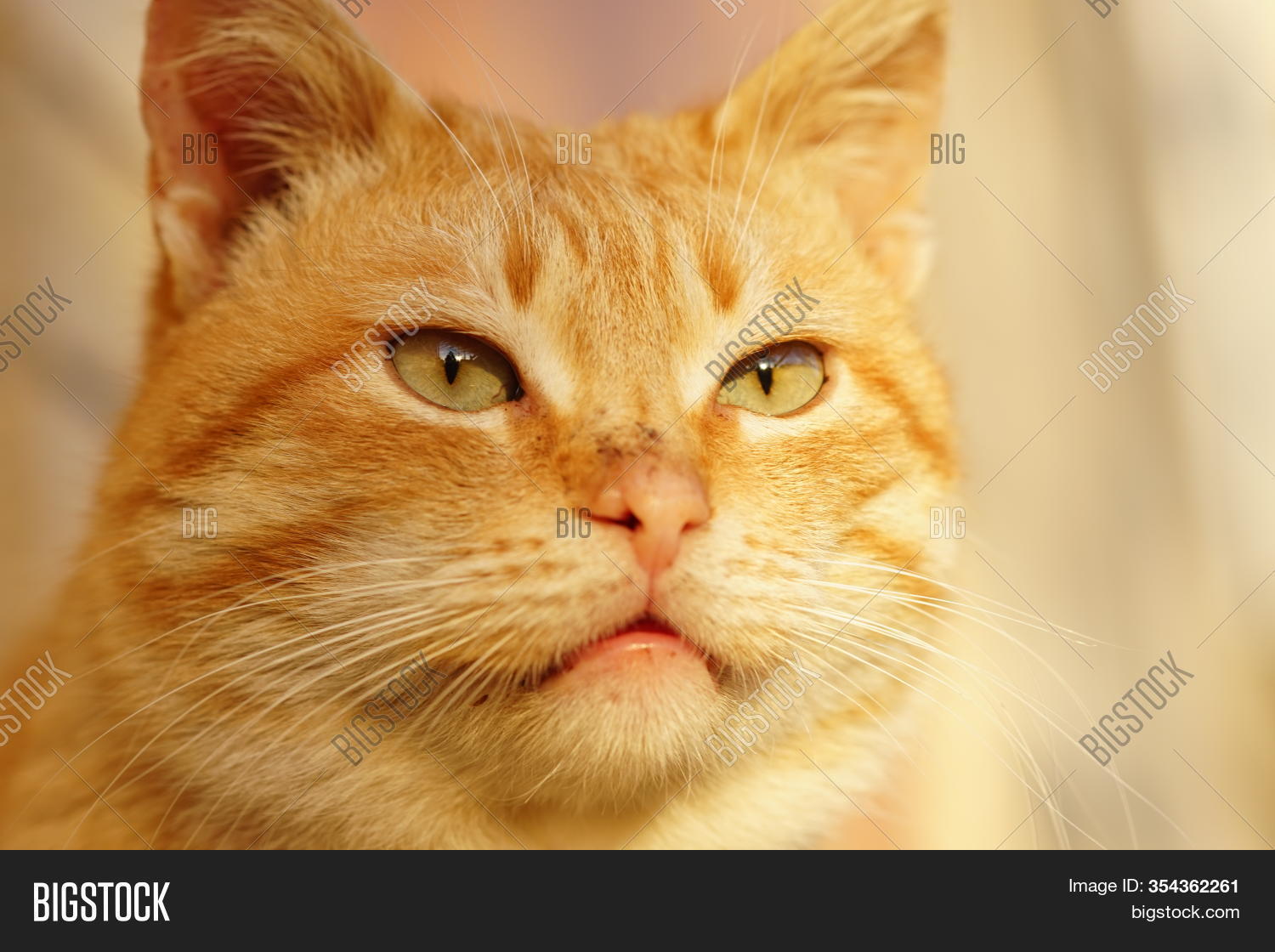 Cute Ginger Cat Face Image & Photo (Free Trial) | Bigstock