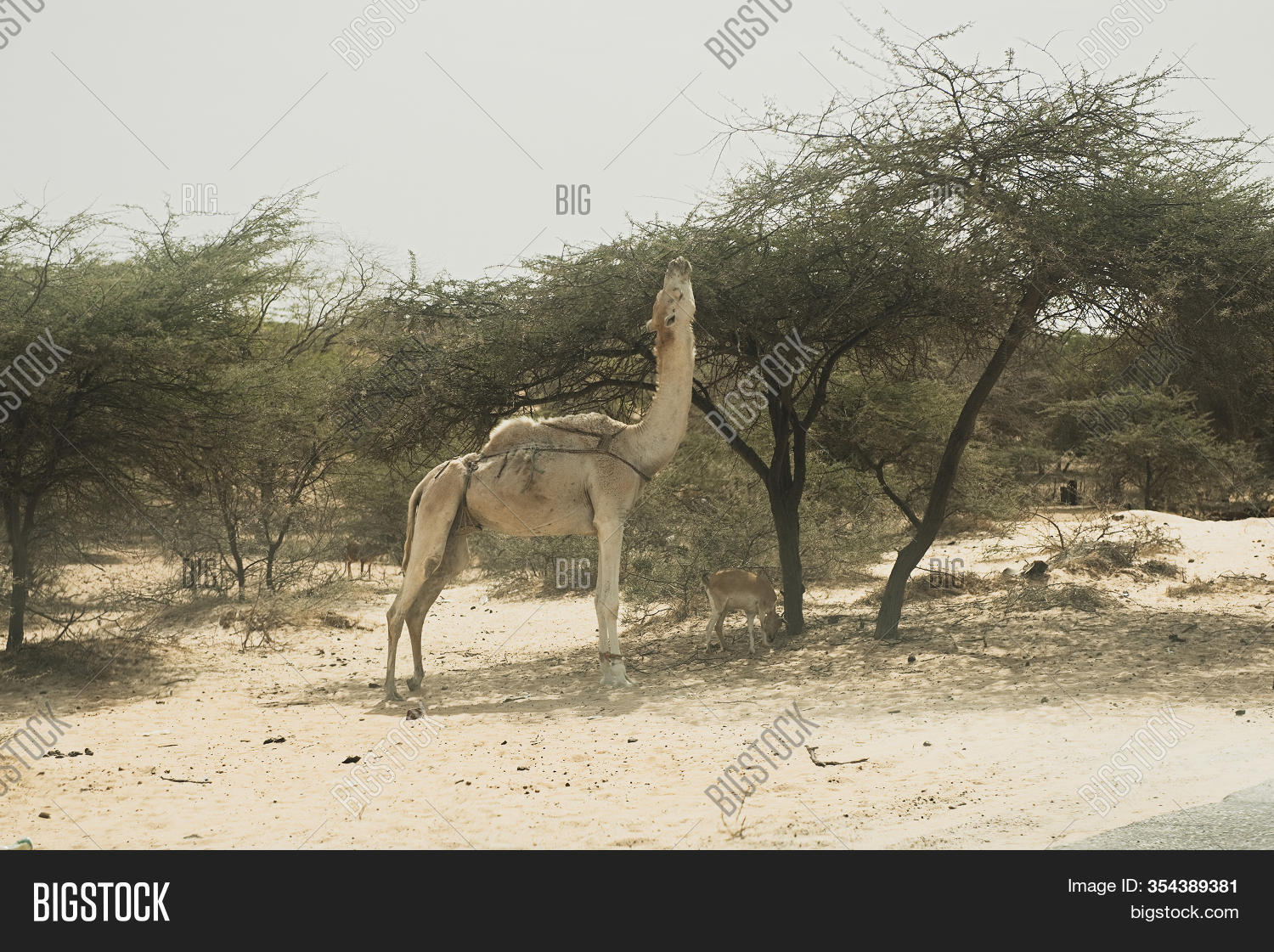 Camel Eating Leaves Image & Photo (Free Trial) | Bigstock