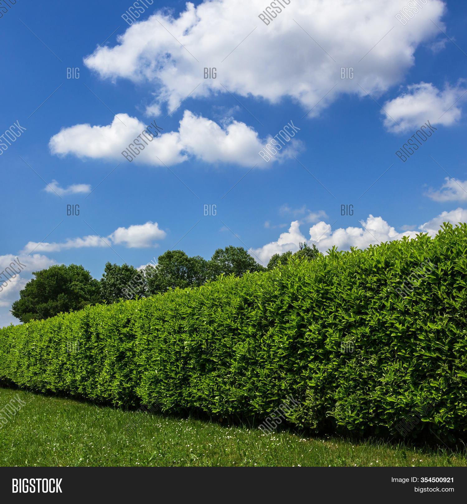 Hedge Against Sky Image & Photo (Free Trial) | Bigstock