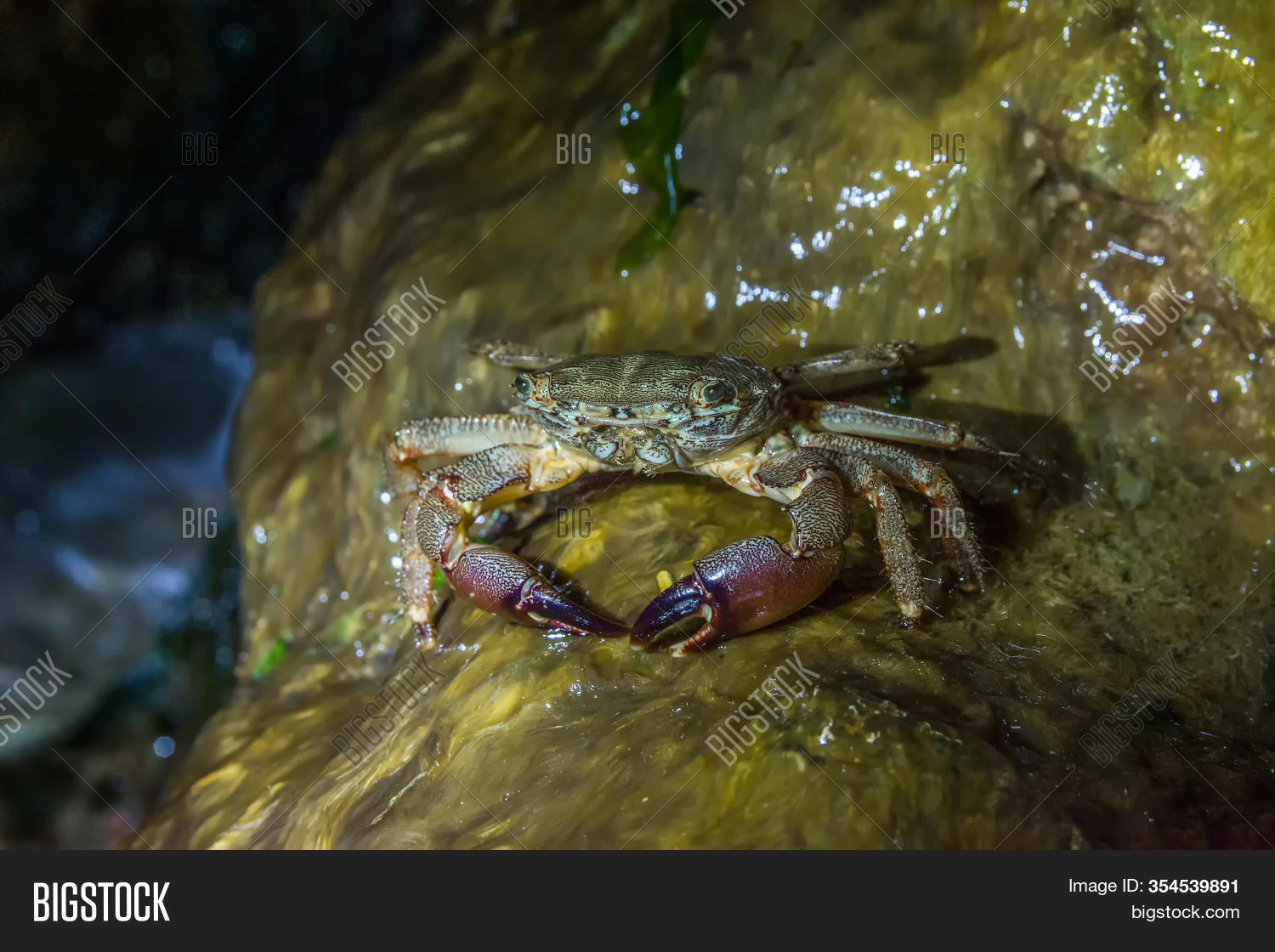 Close- Marbled Rock Image & Photo (Free Trial) | Bigstock
