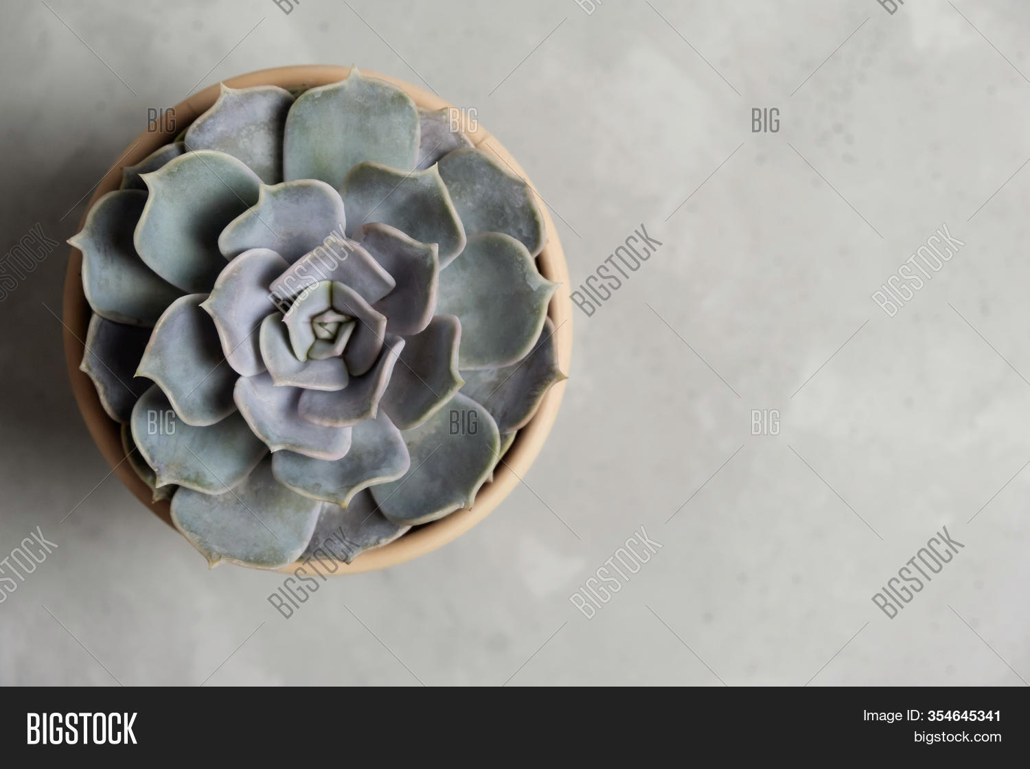 Top View Succulent Image & Photo (Free Trial) | Bigstock