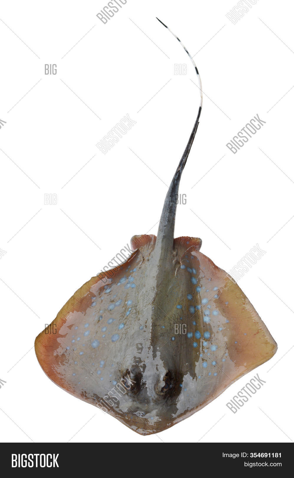 One Brown Stingray Image & Photo (Free Trial) | Bigstock