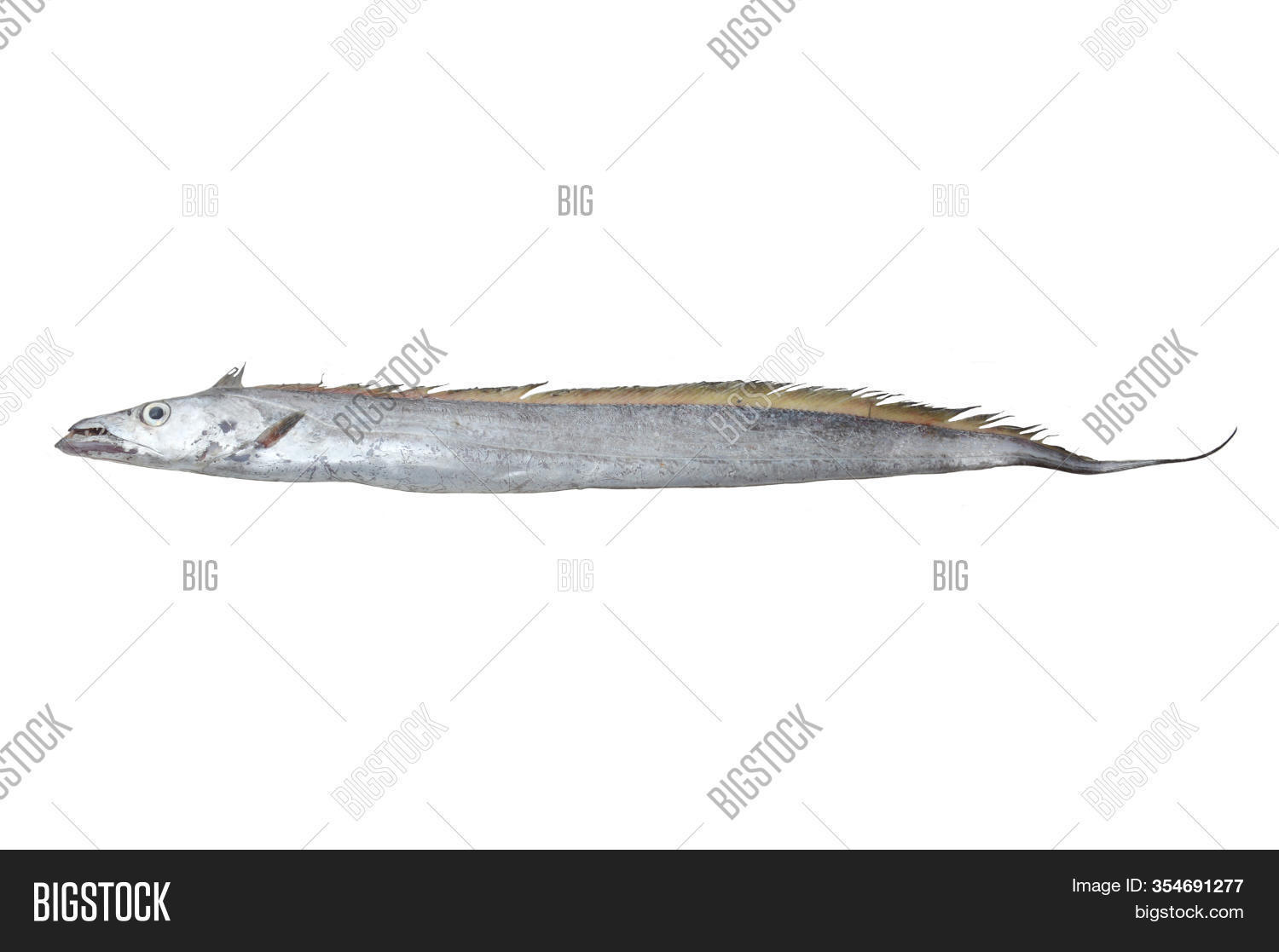 One White Sword Fish Image & Photo (Free Trial) | Bigstock