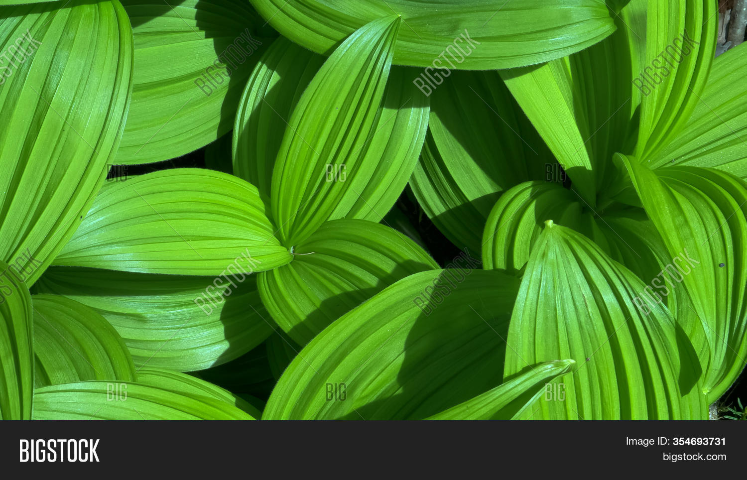 Lush Green Leaves Image & Photo (Free Trial) | Bigstock