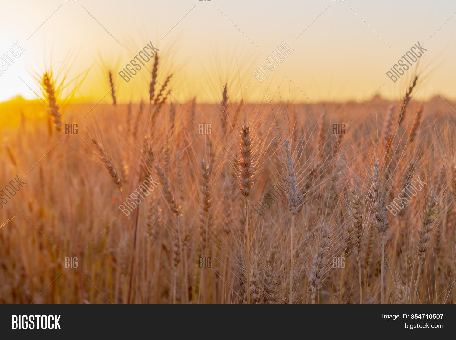 Wheatfield Gold Color Image & Photo (Free Trial) | Bigstock