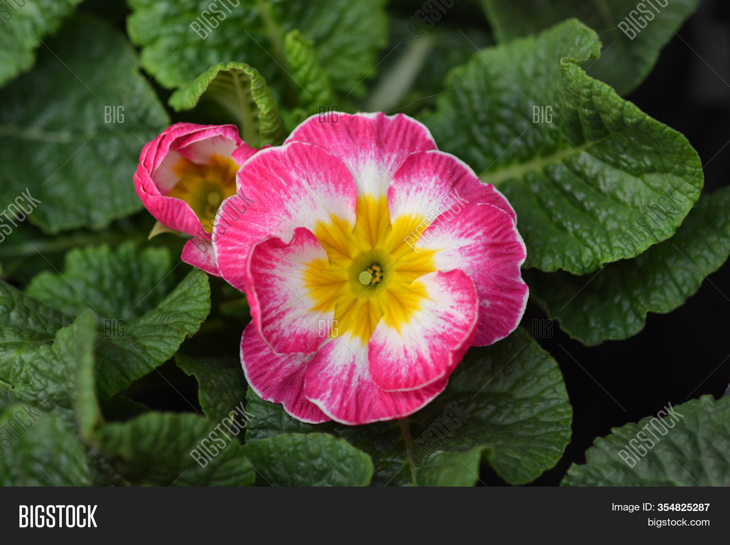 Pink English Primrose Image & Photo (Free Trial) | Bigstock