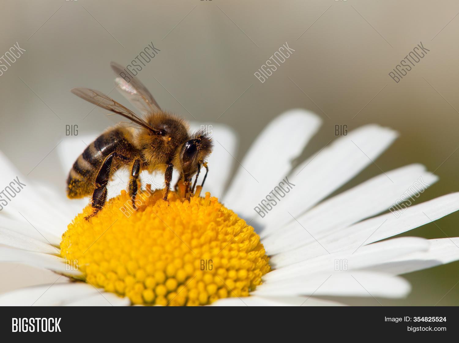 Detail Golden Bee Image & Photo (Free Trial) | Bigstock