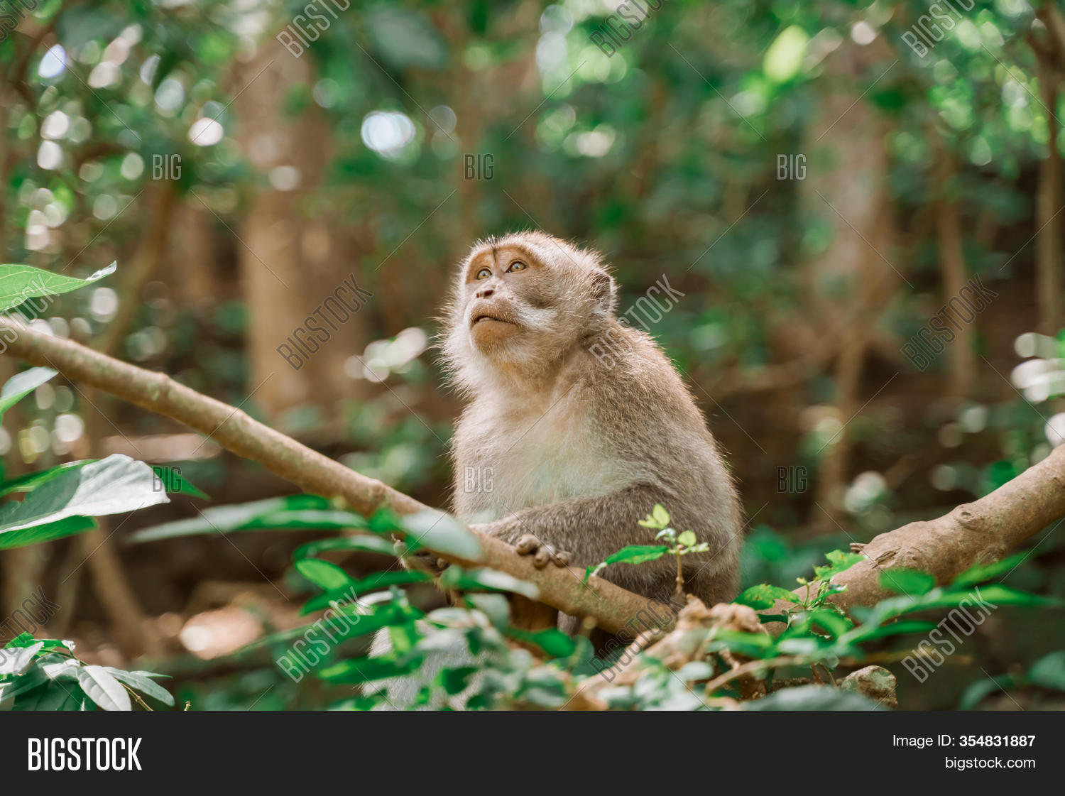 Monkey Sitting On Tree Image & Photo (Free Trial) | Bigstock
