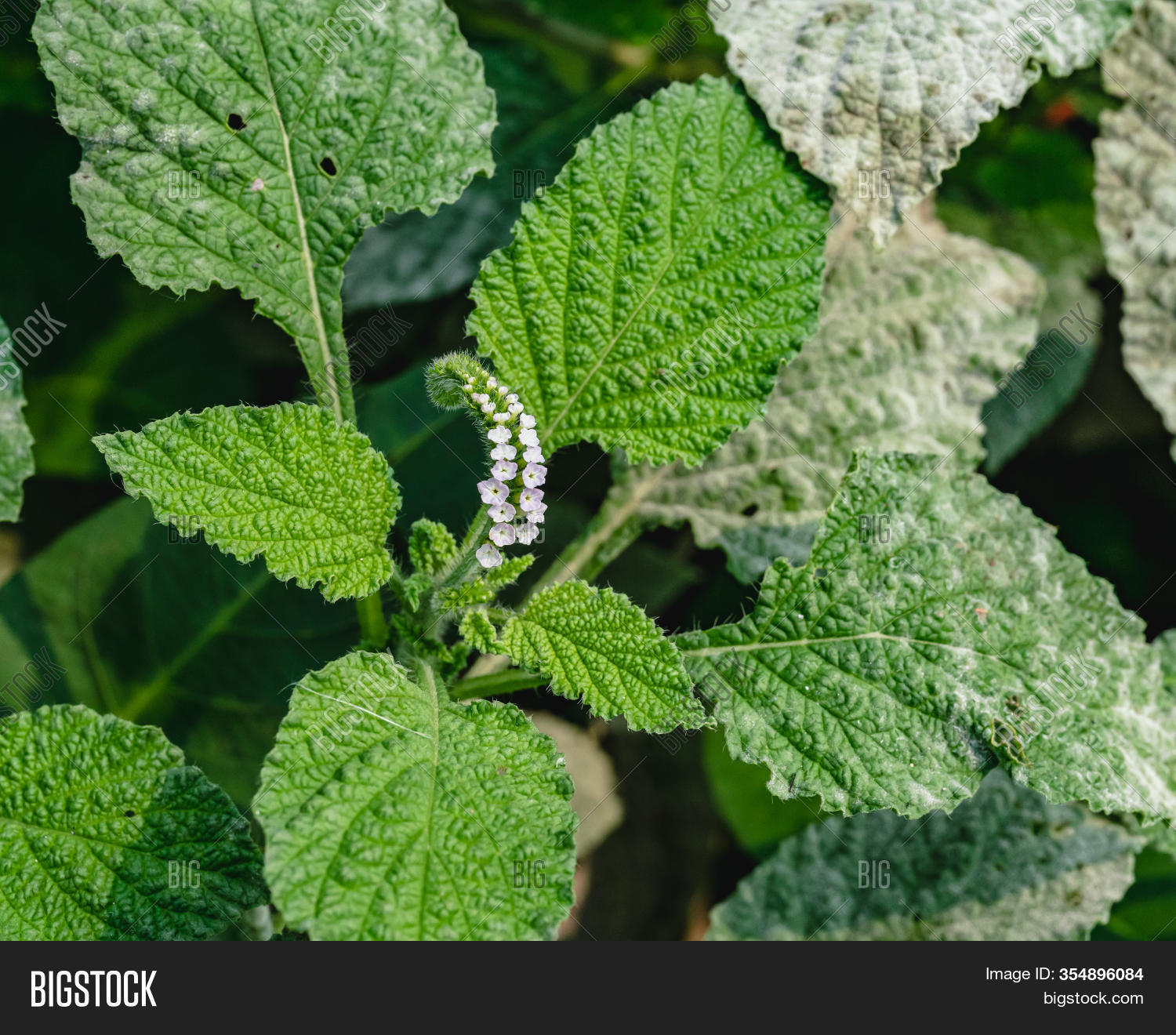 Powdery Mildew, Garden Image & Photo (Free Trial) | Bigstock