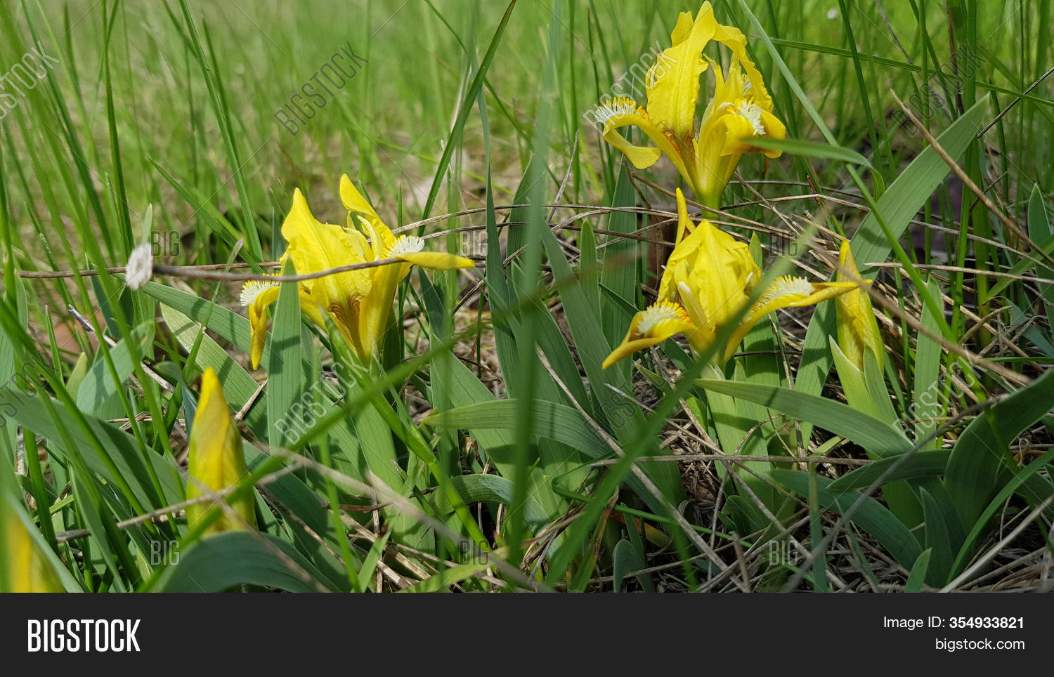 Small Wildflowers Image & Photo (Free Trial) | Bigstock