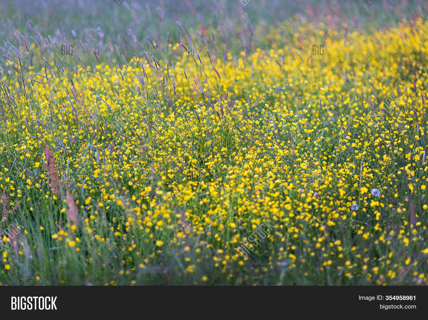 Plenty Flowers Growing Image & Photo (Free Trial) | Bigstock