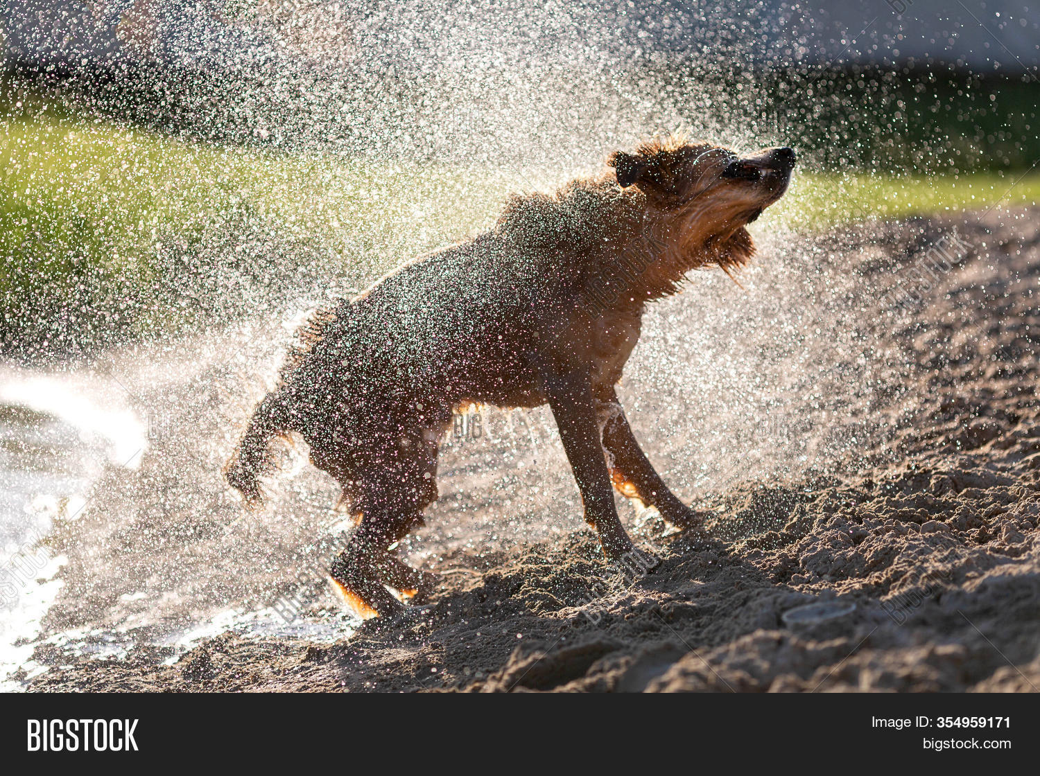 Why Do Dogs Shake Like They Are Wet