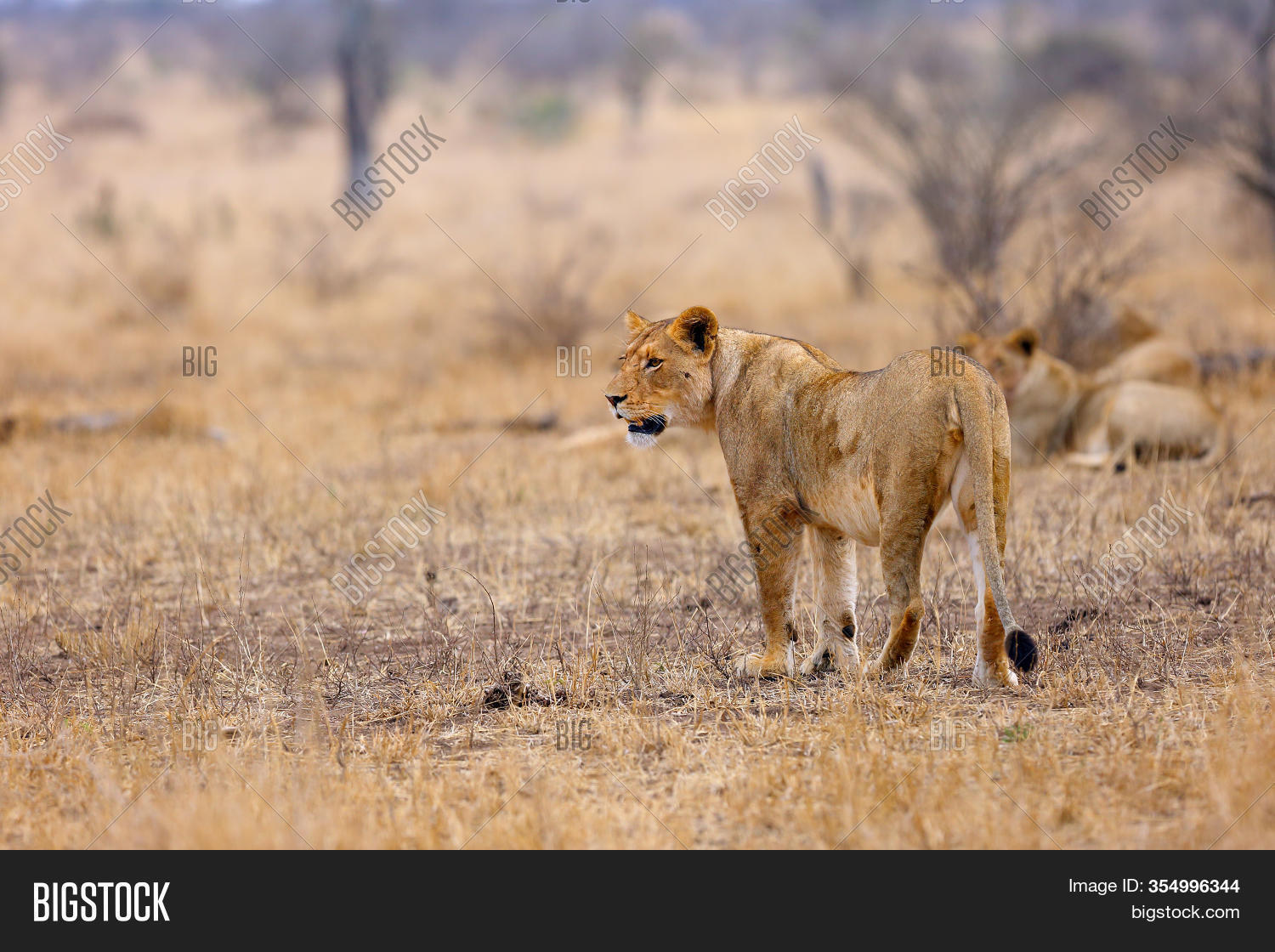 Southern Lion ( Image & Photo (Free Trial) | Bigstock