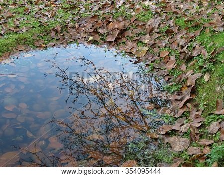 Small Shallow Image & Photo (Free Trial) | Bigstock