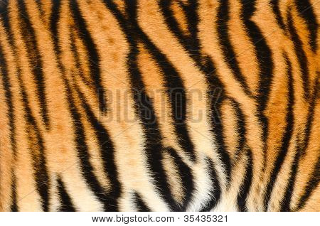 Texture Real Tiger Image & Photo (Free Trial) | Bigstock