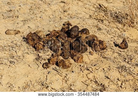 Small Pile Camel Dung Image & Photo (Free Trial) | Bigstock