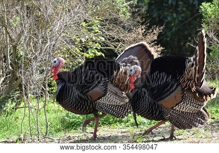 Two Wild Male Turkeys Image & Photo (Free Trial) | Bigstock