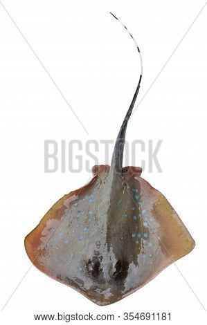 One Brown Stingray Image & Photo (Free Trial) | Bigstock