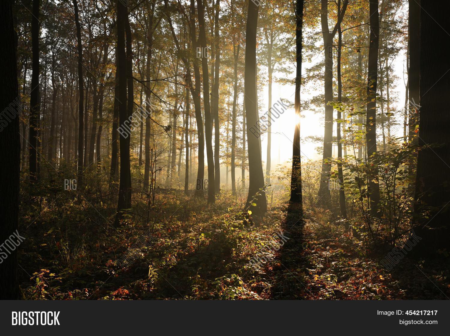 Autumn Forest Sun Image & Photo (Free Trial) | Bigstock