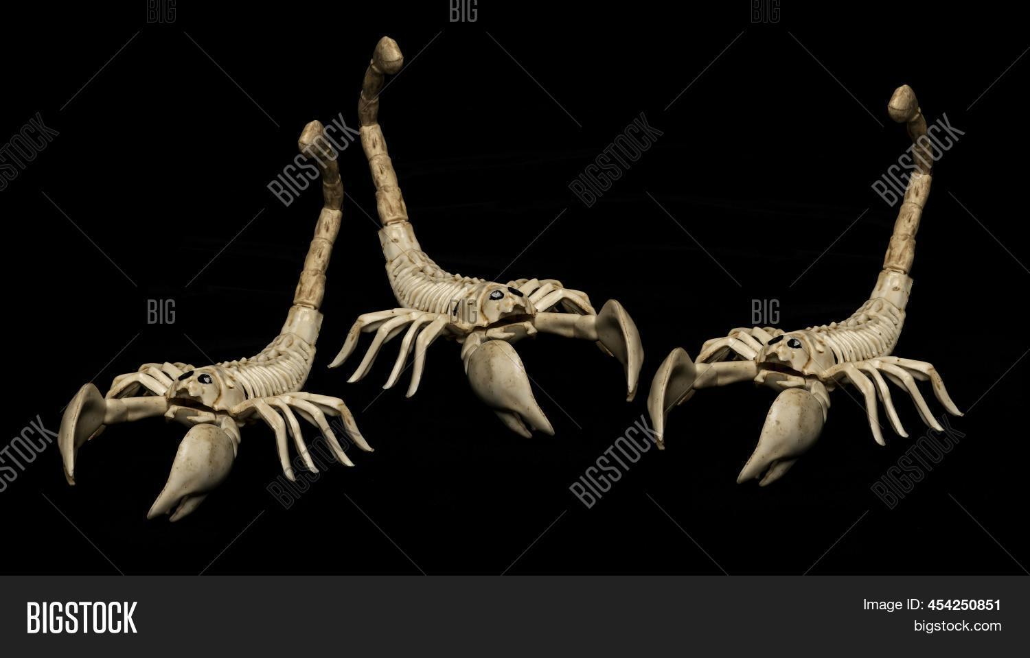 Halloween Animal Image & Photo (Free Trial) | Bigstock