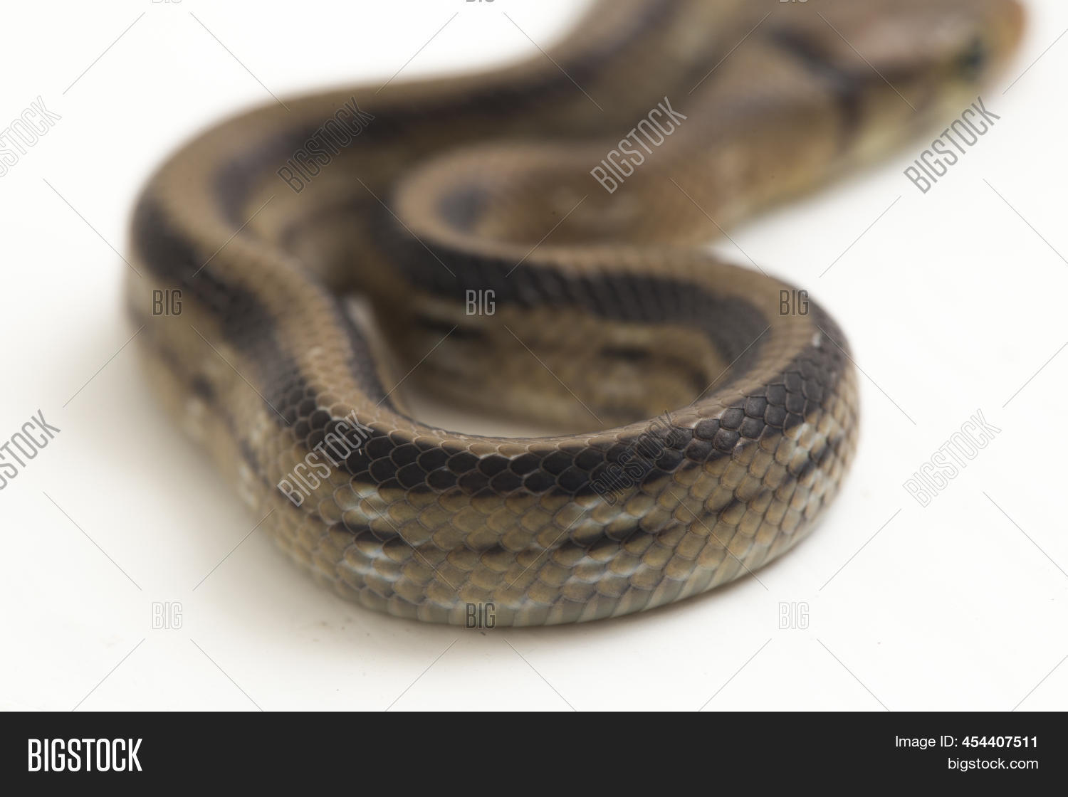 Radiated Rat Snake Image & Photo (Free Trial) | Bigstock