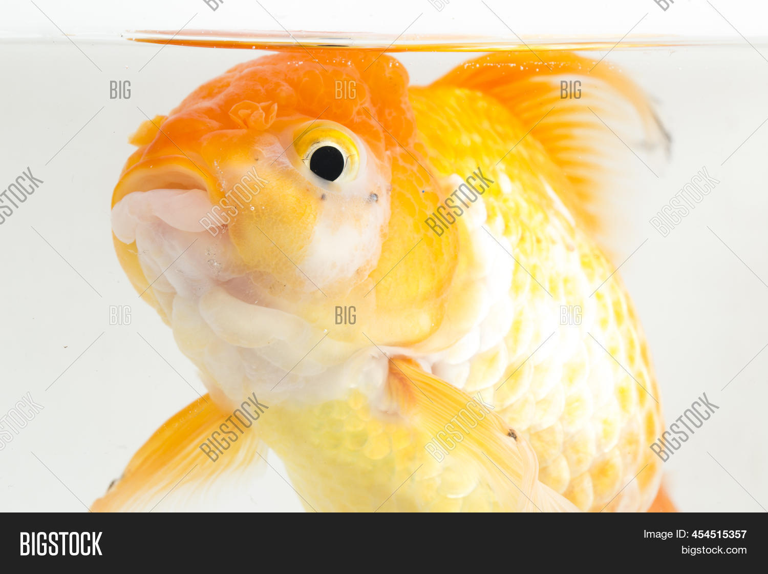 Orange Oranda Goldfish Image & Photo (Free Trial) | Bigstock