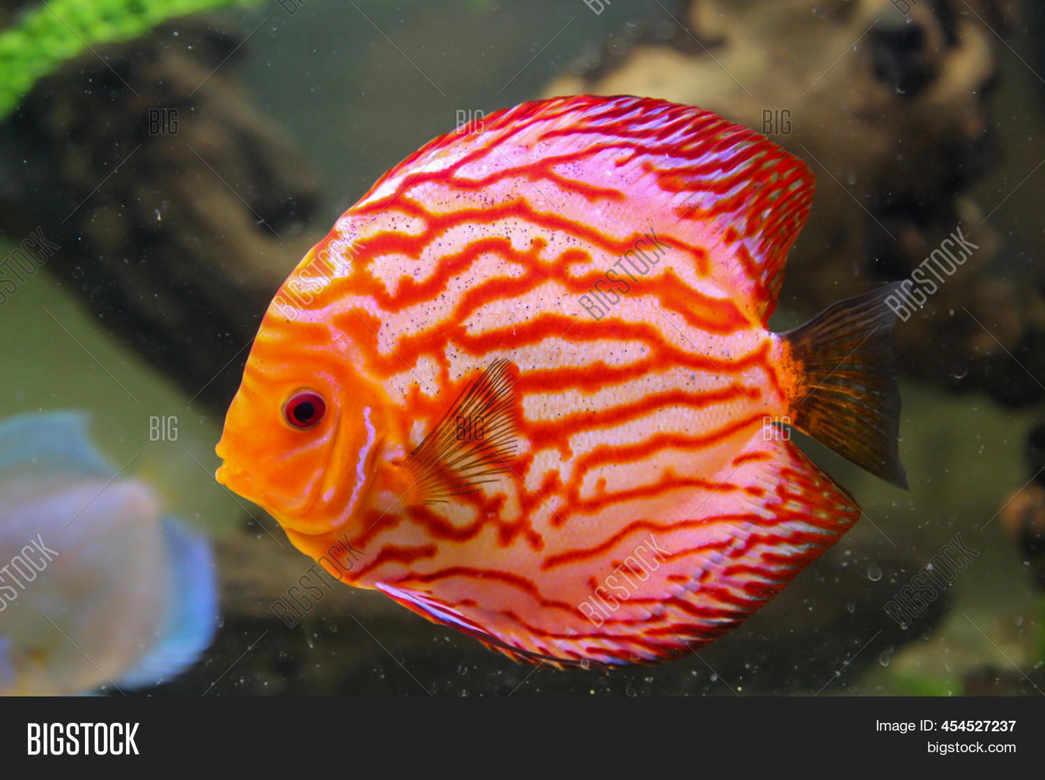 Portrait Beautiful Image & Photo (Free Trial) | Bigstock