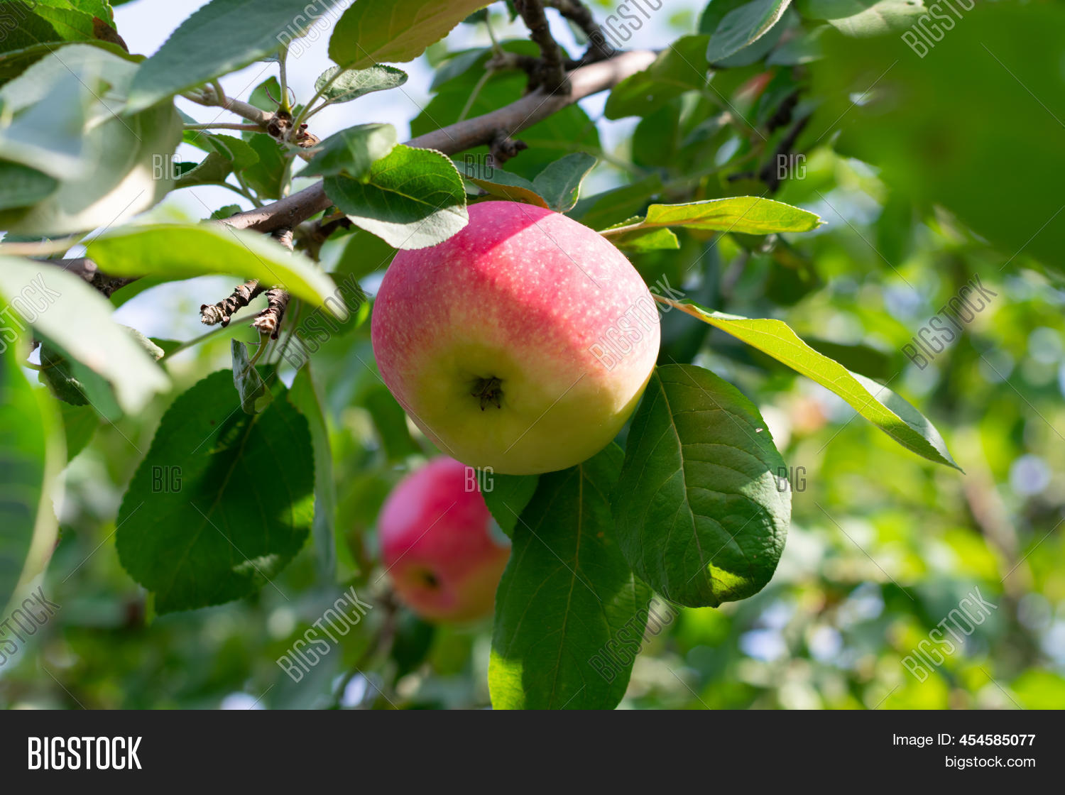 Ripe Red Apple Green Image & Photo (Free Trial) | Bigstock