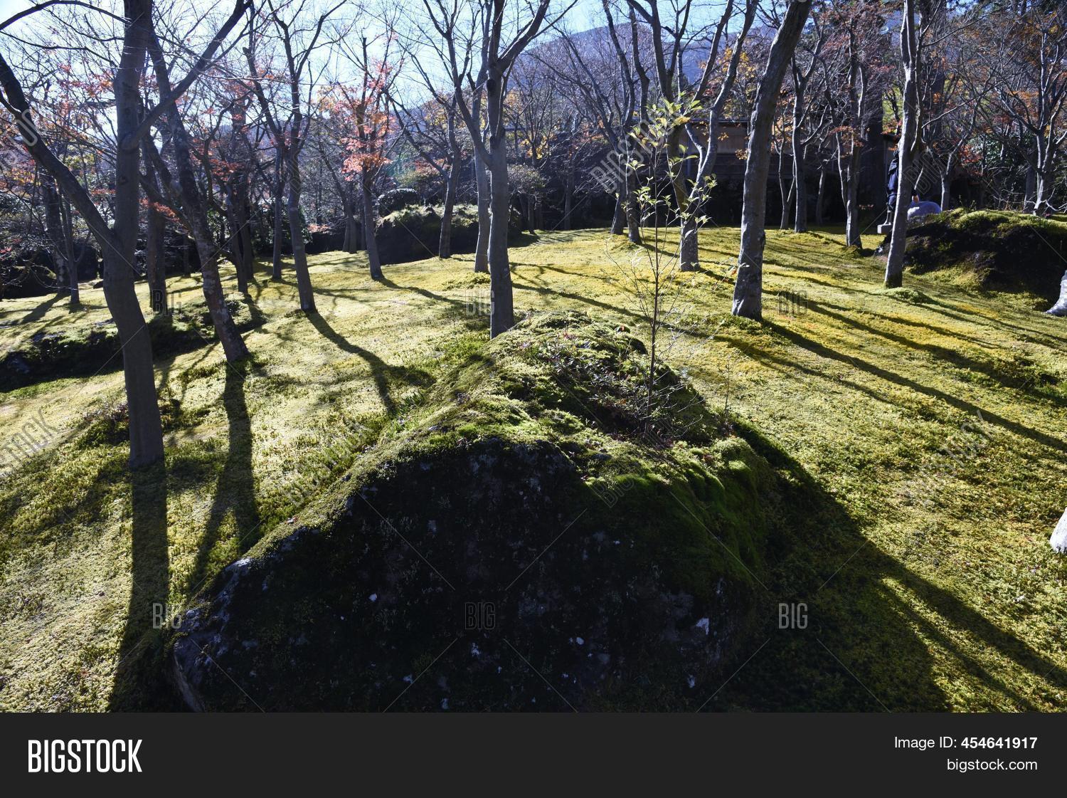 Scene Moss Growing. Image & Photo (Free Trial) | Bigstock