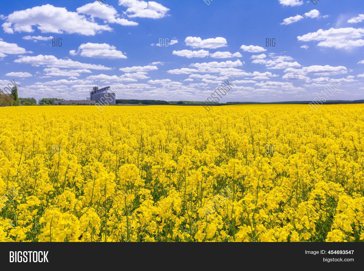 Yellow Field Flowering Image & Photo (Free Trial) | Bigstock