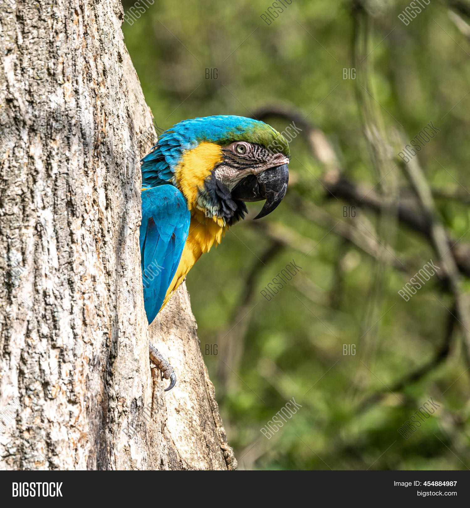 Blue--yellow Macaw, Image & Photo (Free Trial) | Bigstock