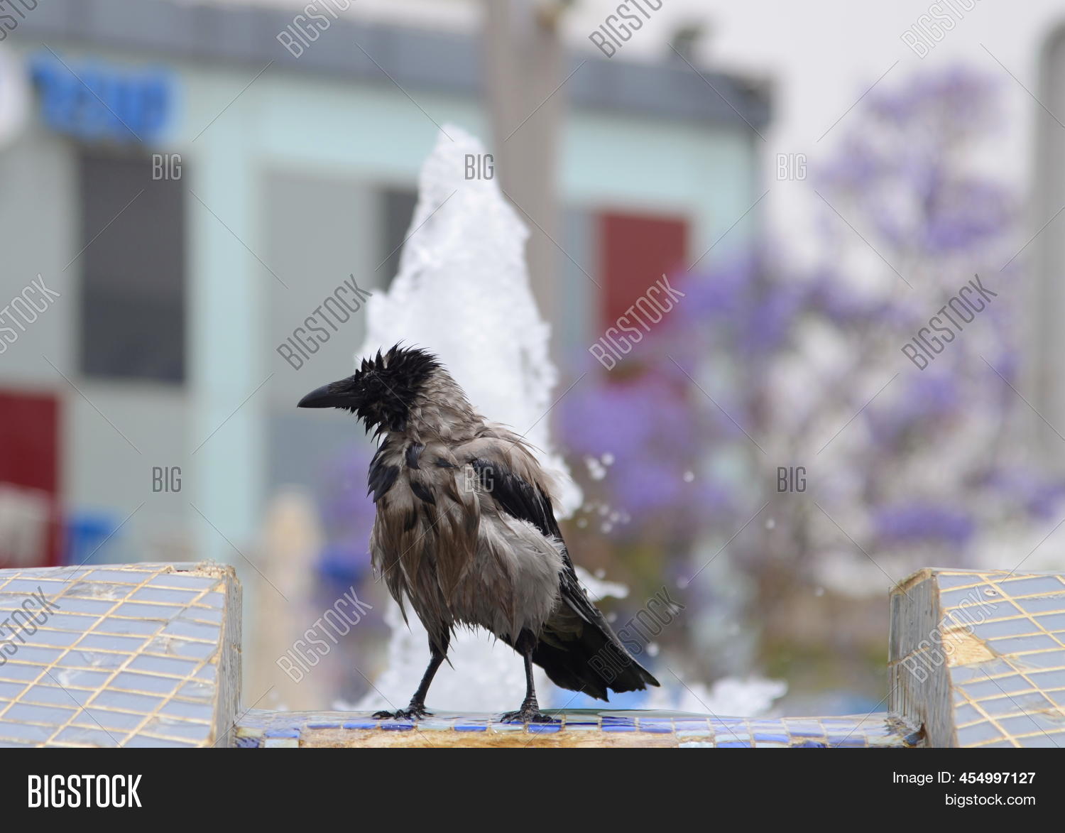 Black Wet Raven Bathes Image & Photo (Free Trial) | Bigstock