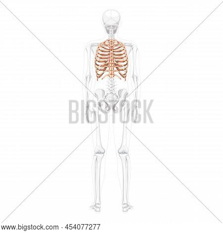 Rib Cage Skeleton Vector & Photo (Free Trial) | Bigstock
