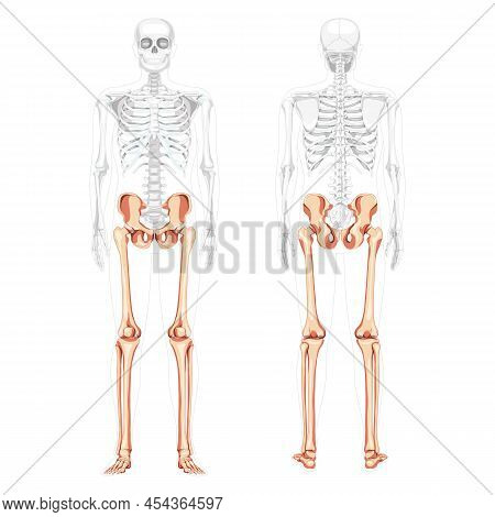 Skeleton Lower Limbs Vector & Photo (Free Trial) | Bigstock