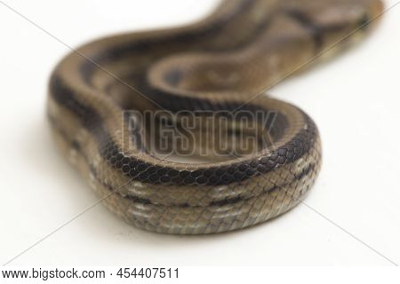 Radiated Rat Snake Image & Photo (Free Trial) | Bigstock