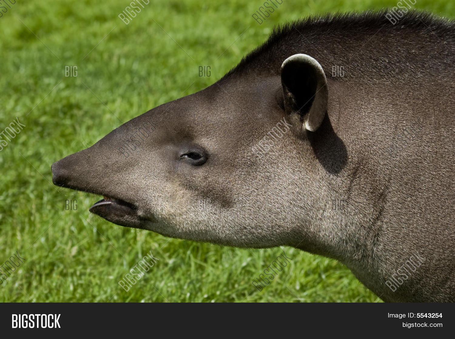 Tapir Profile Image & Photo (Free Trial) | Bigstock