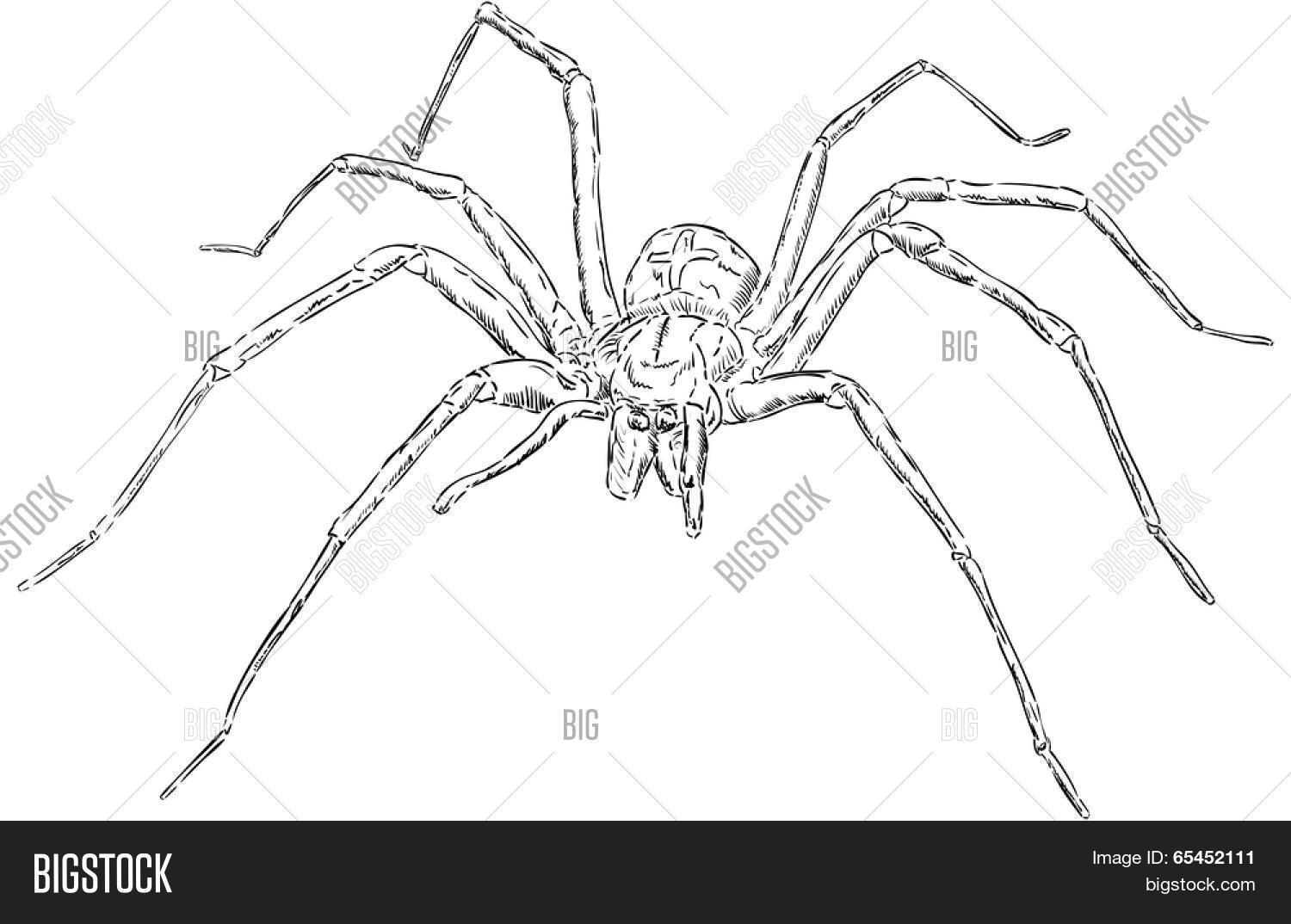 Big Spider - Front Vector & Photo (Free Trial) | Bigstock